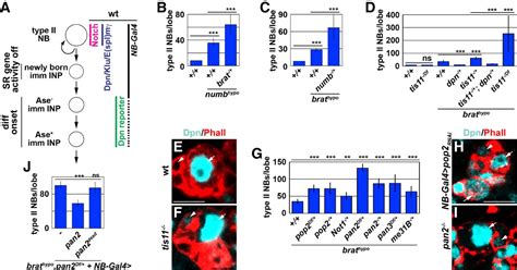 Multilayered Gene Control Drives Timely Exit From The Stem Cell State In Uncommitted Progenitors