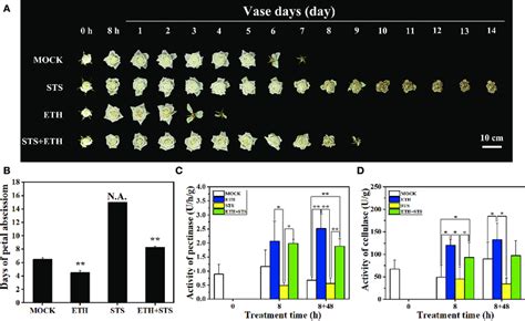 Analysis Of Phenotype Abscission Time And Enzyme Activity In Petal