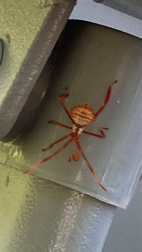 Can Anyone Identify This Bug R Triangle