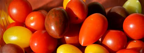 Keep An Eye Out For Tomato Potato Psyllid Urban Plant Health Network