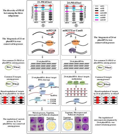 项目文章 If 13 263，基因编辑和非编码rna测序探究小麦雄性不育新机制 知乎
