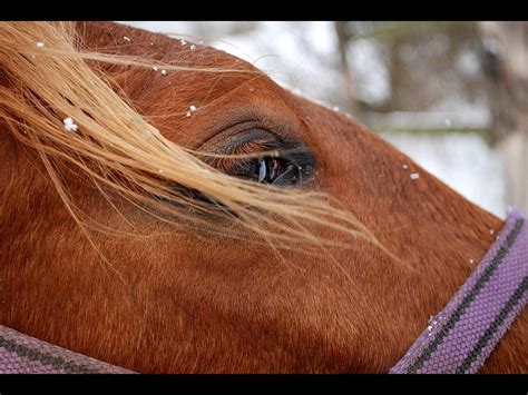 Tamara The Horse By Pawkeye On Deviantart