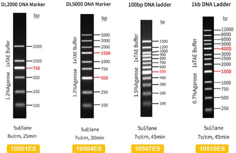 Dna 마커 선택 가이드