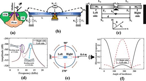 Modelling Of Bioinspired Mems Directional Microphone A Sketched Of Download Scientific
