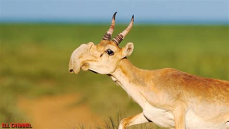 10 ყველაზე გრძელცხვირიანი ცხოველი Youtube