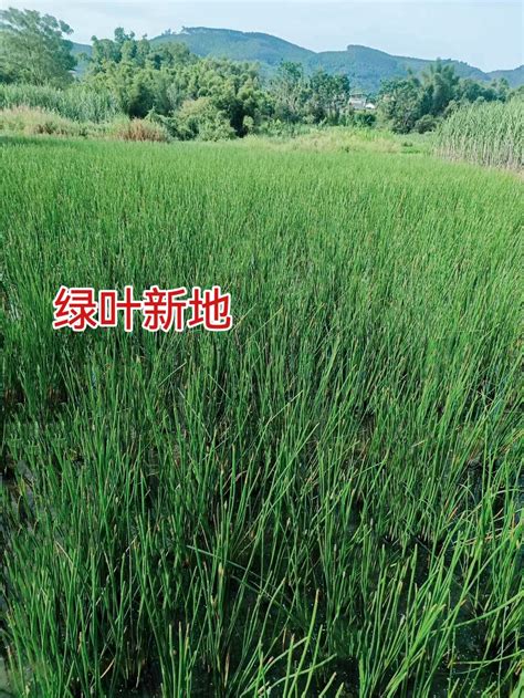 绿叶新地方案营养足，温老板马蹄苗恢复生机 哔哩哔哩