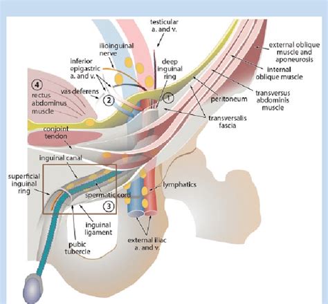 Diagram Of The Inguinal Canal Ic And Its Contents The Deep Inguinal Download Scientific