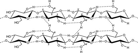 Primary Structure Of Cellulose And Hydrogen Bonds Between Cellulose