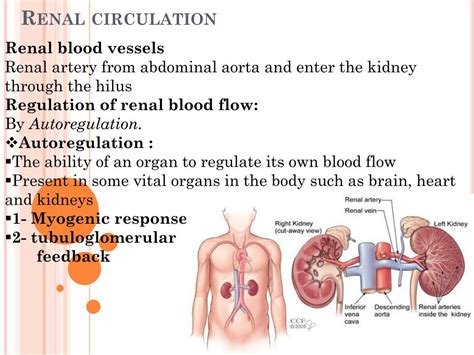Renal Circulation Flow Chart