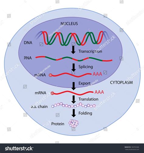 gene expression diagram at kiara corlis blog