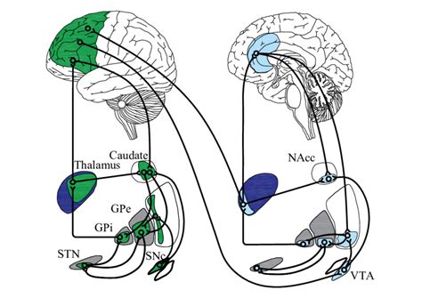 Ventral And Dorsal Spirally Connected Bg Circuits Gpe External