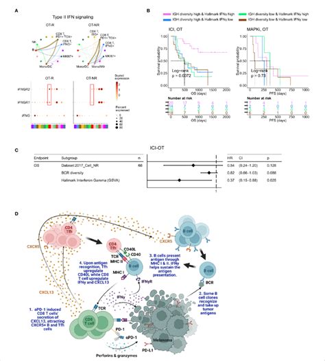 Bcr Diversity And Ifng Signaling Pathway Activation Are Significant