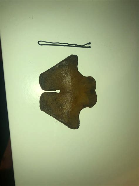 Dolphin Bone Found West Coast Of Ireland Does Anyone Know The Name R Bonecollecting