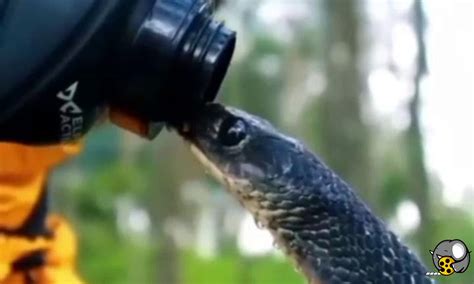 آب خوردن مارِ تشنه فیلو