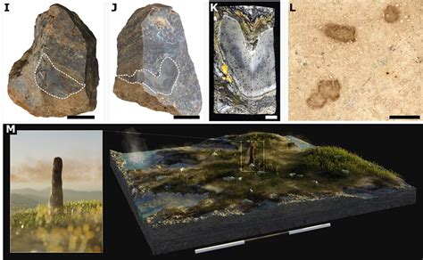 Not A Fungi After All New Clues To The Identity Of Prototaxites Plantae