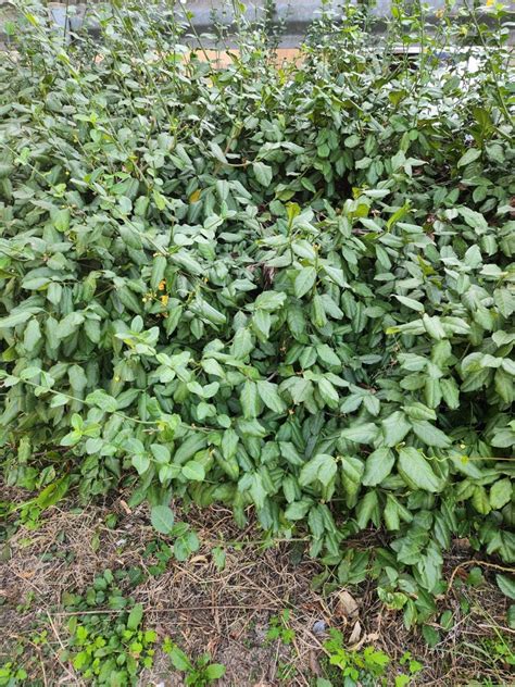 나무 질문입니다 지식in