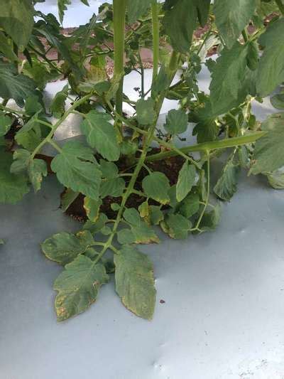 बुडाचे पाने पिवळी होत आहे कृषी समुदाय प्लँटिक्स