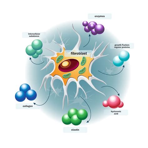 Premium Vector Structure Of Fibroblast Cells