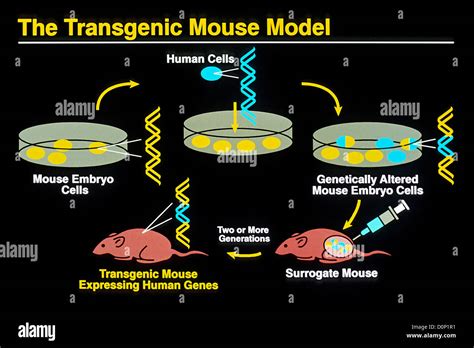 Transgenic Animals Diagram