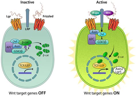 Active And Inactive Wnt β Catenin Signaling In The Absence Of Wnt Download Scientific Diagram