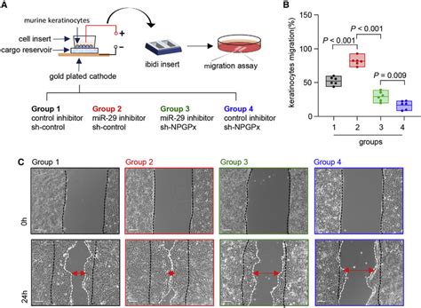 Suppression Of Mir 29 Induced Augmentation Of Keratinocyte Migration Download Scientific