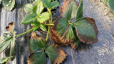 딸기 ☞ 염류 과잉 장해 네이버 블로그