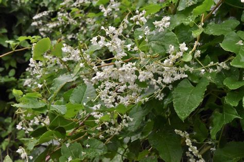 無料ダウンロード つる植物 花 白 330093 つる植物 花 白