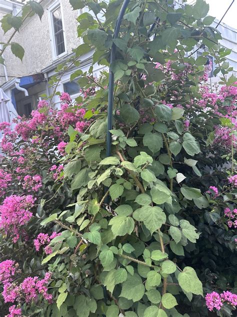 Plant Identification Supposed To Be Raspberry Rgardening