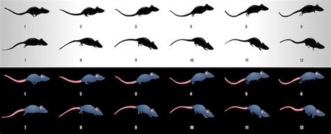 Premium Vector Monkey Walk Cycle Animation Frames Loop Animation