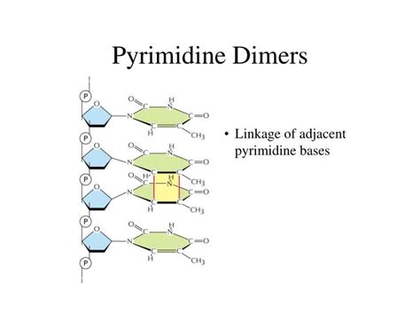 Ppt Depurination Powerpoint Presentation Id 4433126