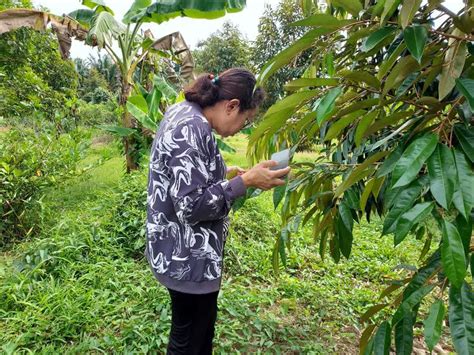 เกษตรจังหวัดตรังลงพื้นที่เก็บตัวอย่างดิน เพื่อวิเคราะห์ธาตุอาหารและ