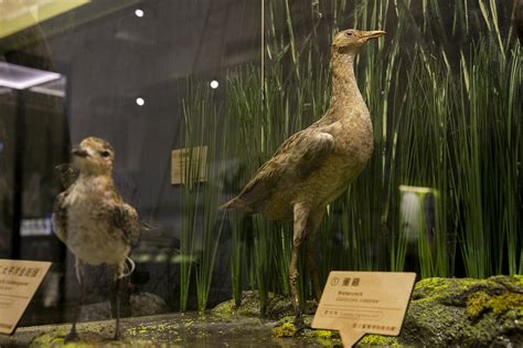 暑假化身鳥勇士與候鳥在臺博館相遇 候鳥為主角展覽漂鳥集開展 樂聯網
