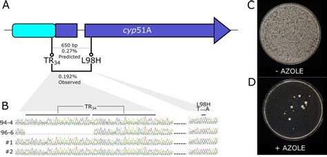 Notorious Fungus Aspergillus Fumigatus Completely Scrambles Its Genome After Just One Bout Of