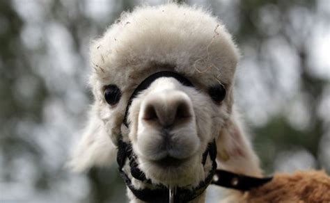 Are Llama Cells Being Tested In Humans As Possible COVID Treatment Snopes Com