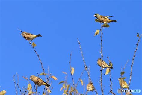 カワラヒワの群れ by はぐれ雲 ID12092931 写真共有サイト PHOTOHITO