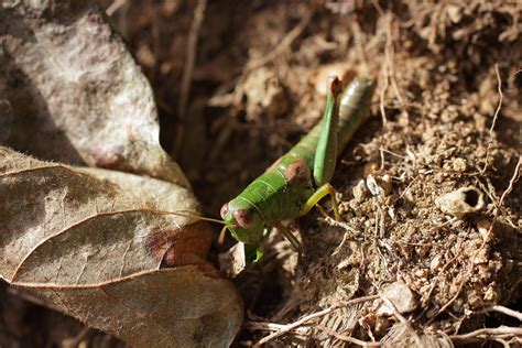 アオフキバッタ Orthoptera and Mantodea of Japan iNaturalist