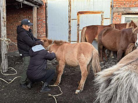 Адууны өвчний тандалт хийлээ