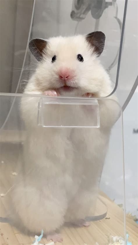 🐹볼찌🐹볼탱🐹 Bolzzi Boltaeng • Instagram Photos And Videos