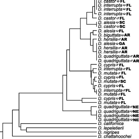 Upgma Cluster Dendrogram Based On Its1 Sequences Download Scientific