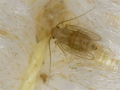 Very Small Bug Maybe 2mm Long Found On Old Mattress Thats Not Being