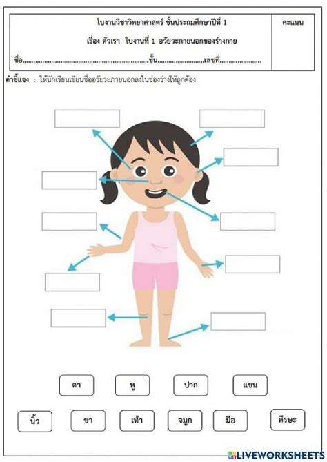 ใบงานวิทย์ป 1 เรื่อง ตัวเรา อวัยวะภายนอกร่างกาย 1 Worksheet ธีมห้อง
