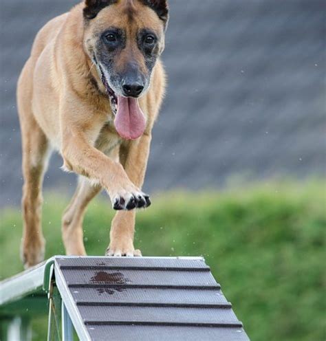 Mastering Javascript The Backbone Of Dynamic Web Application