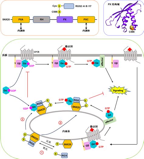 内涵体上gpcr G蛋白信号转导的分子调控新机制 生物通