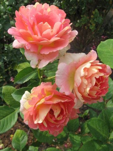 Саженцы розы Роз Де Цистерсьен заказать почтой. Купить кусты шрабы Роз ...