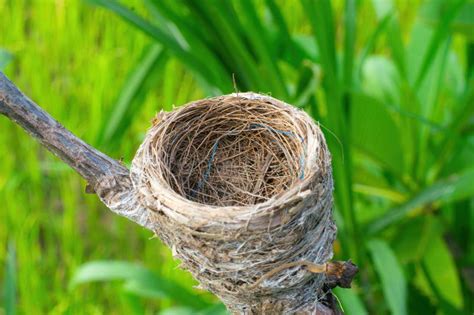 Empty Bird S Nest Stock Image Image Of Wildlife Beak