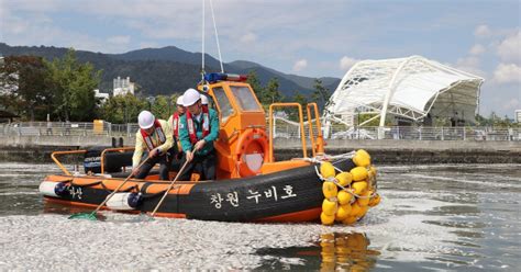 창원 정어리 떼죽음 원인 올해도 산소부족 결론…시 근본대책 마련할 것