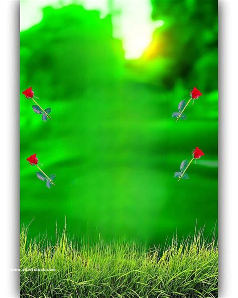 Rose Cb Editing Background