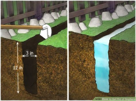 3 Ways To Get Rid Of Gophers Wikihow