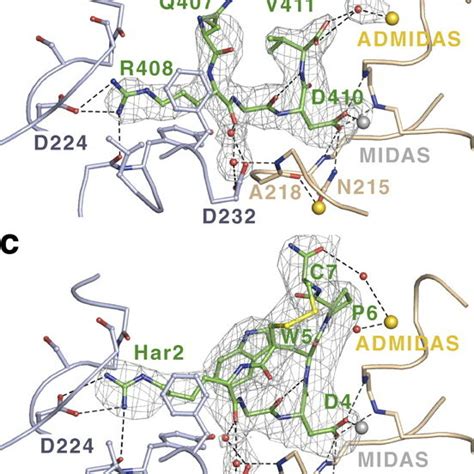 Binding Of The Linear γc And Rgd Chimera Peptides And Comparison With
