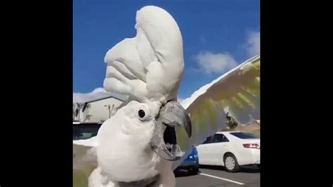 Screaming Cockatoo Youtube